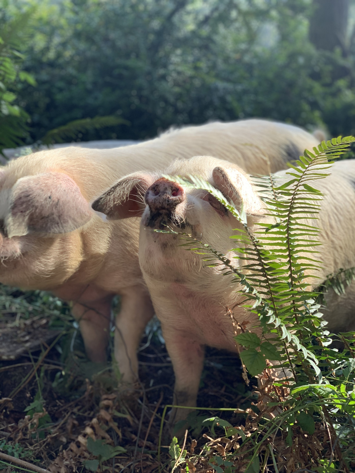 Pig sniffing fern - Farmstead Meatsmith