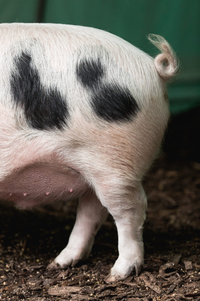 Upcoming Classes - Farmstead Meatsmith